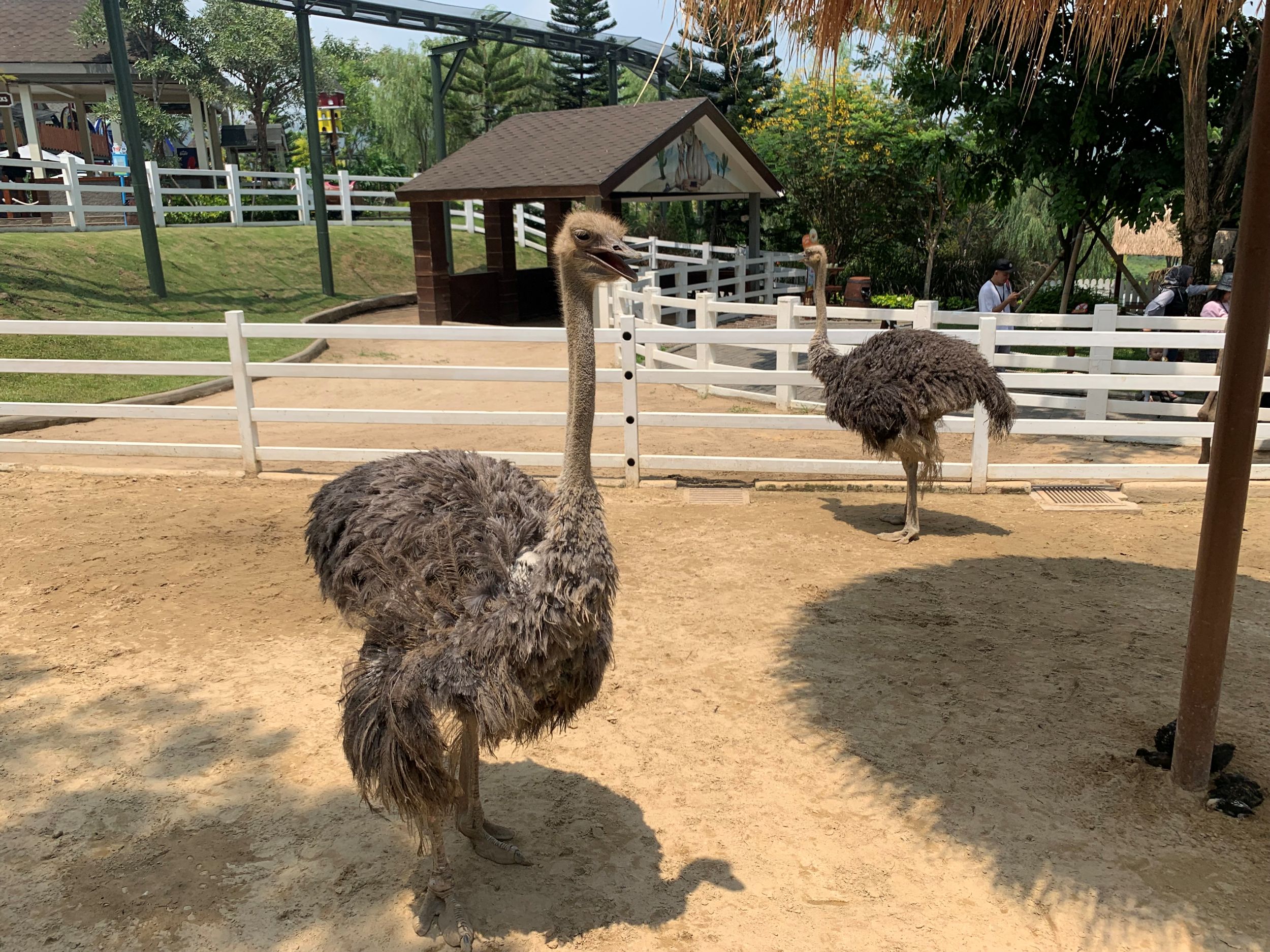 DAIRYLAND | Taman Wisata Keluarga Edukatif dan Seru